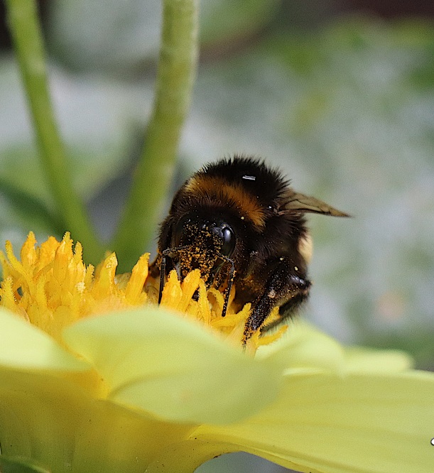 Environment Network Manawatu